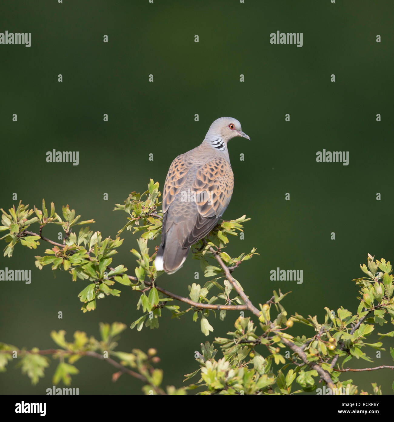 Turtle Dove Strepopelia turtur Stock Photo - Alamy