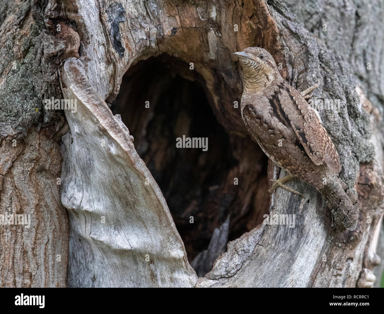 Wryneck Iynx torquillia Stock Photo - Alamy