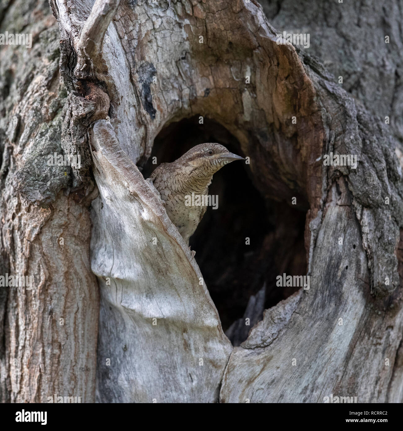 Iynx hi-res stock photography and images - Alamy