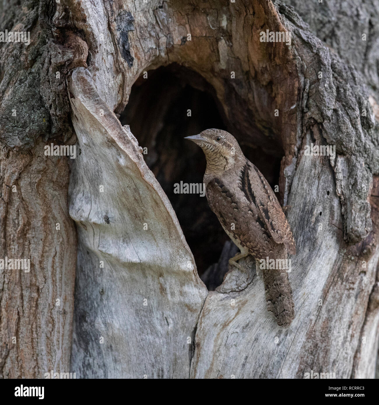 Iynx hi-res stock photography and images - Alamy