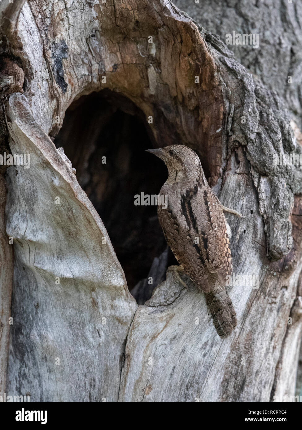Wryneck Iynx torquillia Stock Photo - Alamy