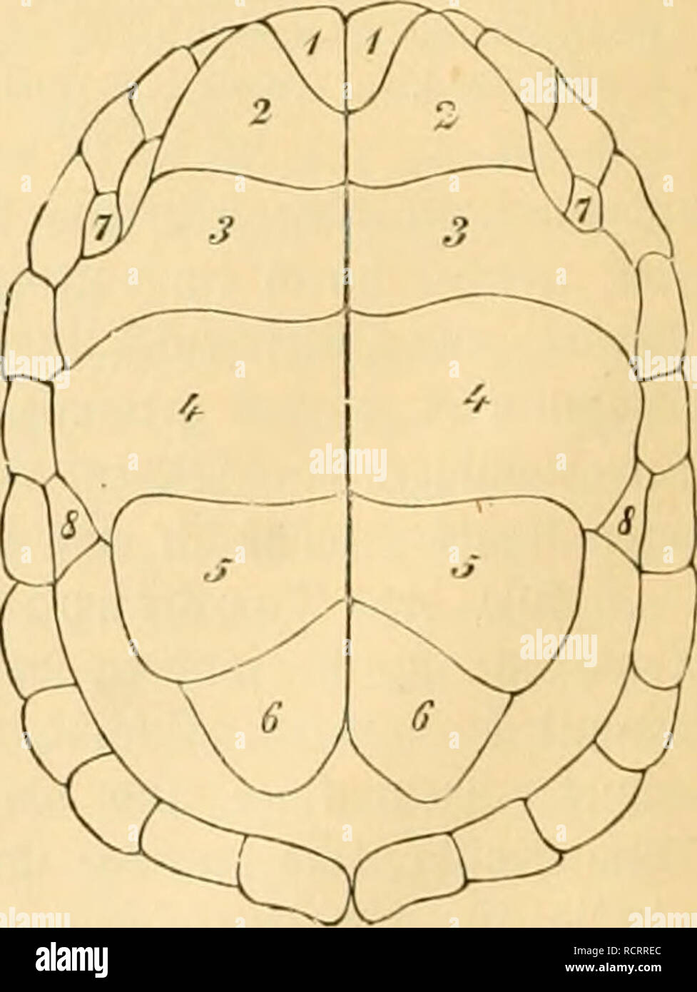 . Deutschlands Amphibien und Reptilien. Eine Beschreibung und ...