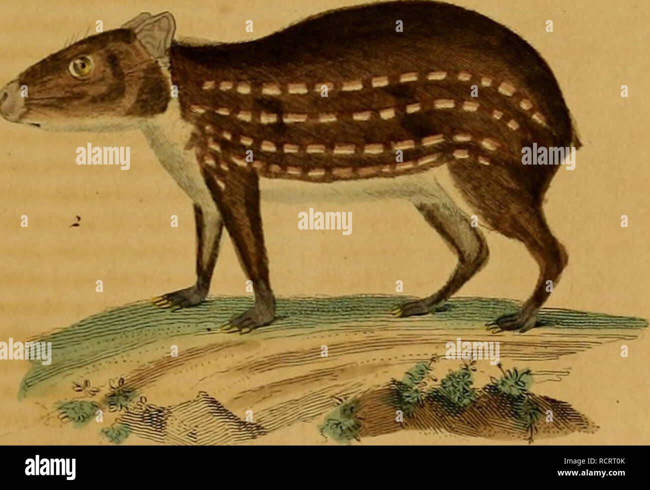 Agouti paca hi-res stock photography and images - Alamy