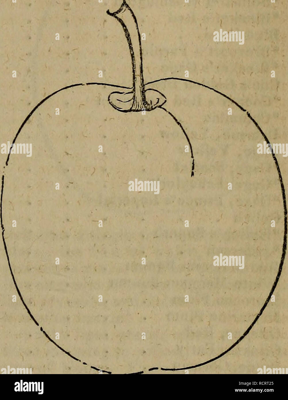 Little noticed species hi-res stock photography and images - Alamy