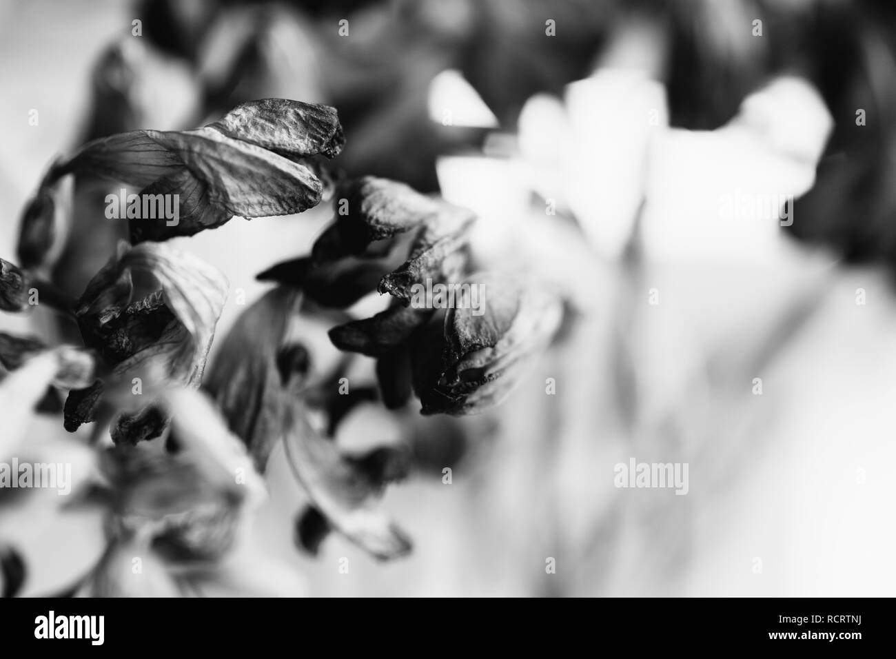 Spring flower composition white Black and White Stock Photos & Images ...