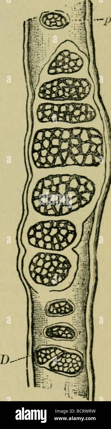 . Elements of botany. Plants. Fig Fig. 44, Fig. 45. Fig. 42. — Portion ...