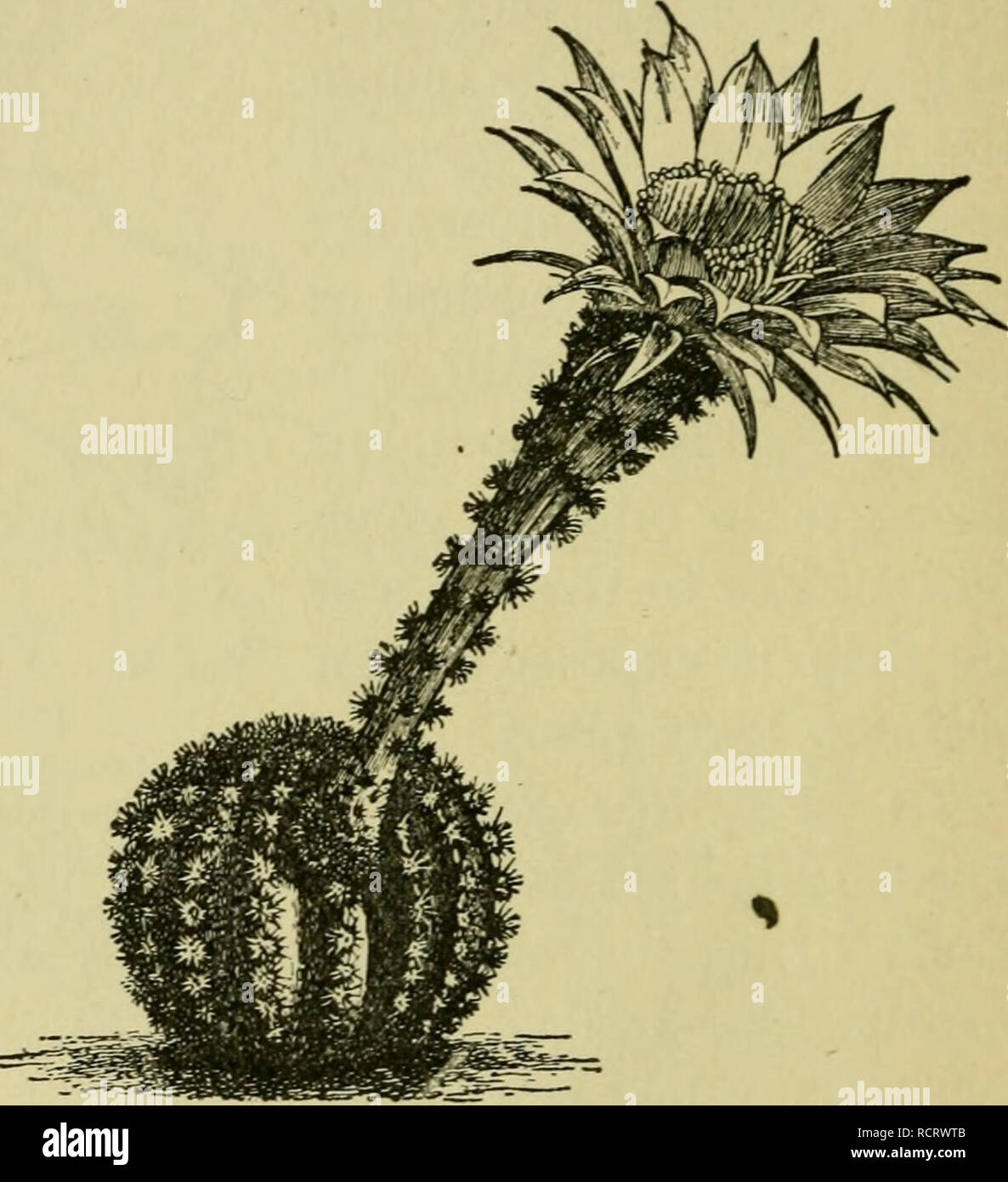 Onion scale leaf hi-res stock photography and images - Alamy