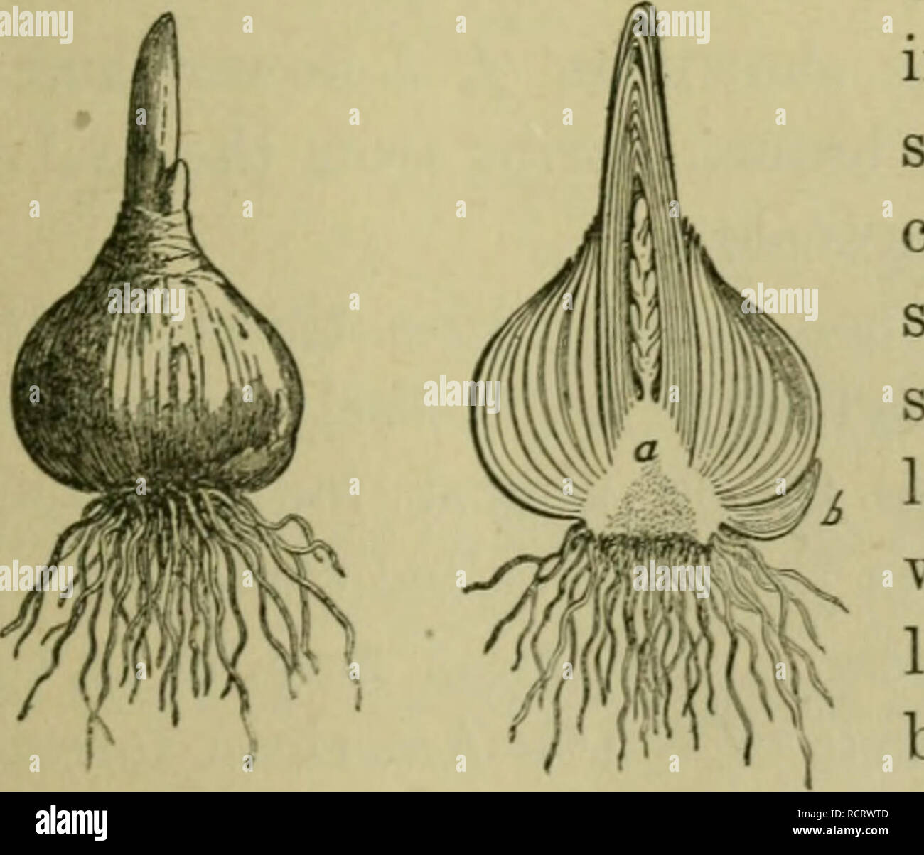 underground stem plants