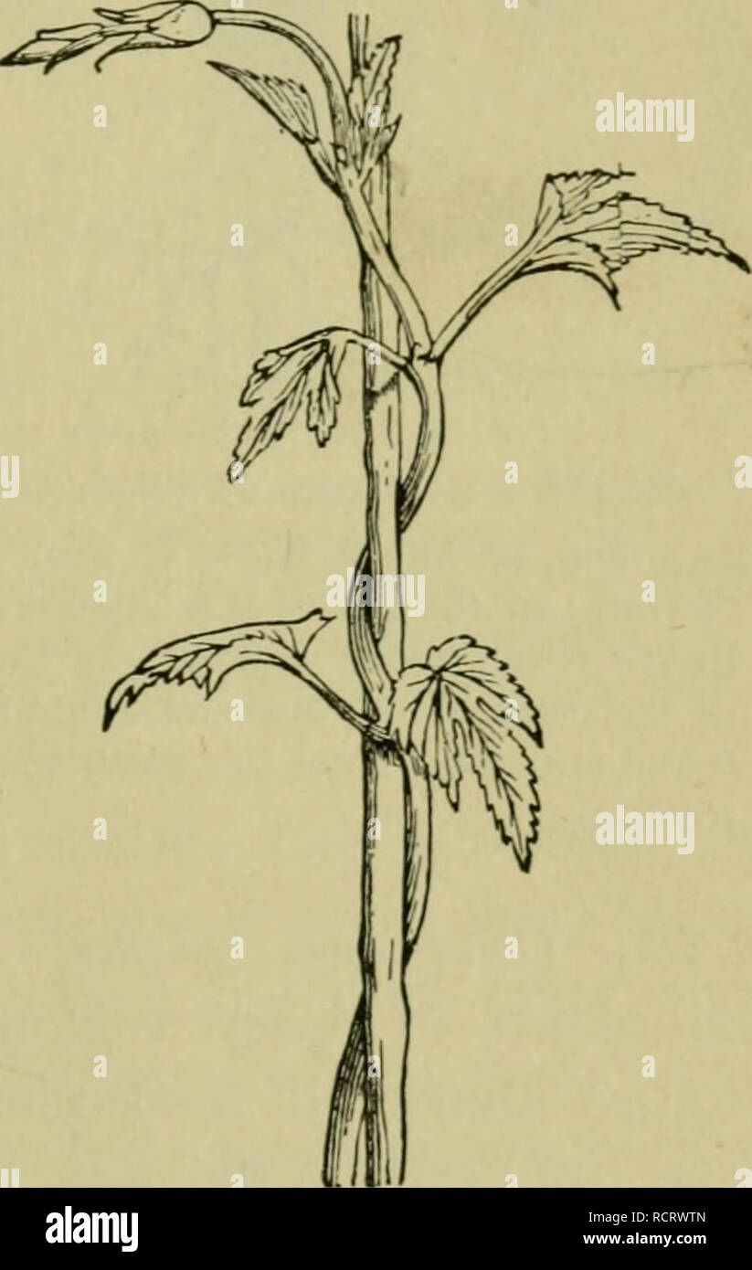 Scaly Underground Bulbs High Resolution Stock Photography and Images ...