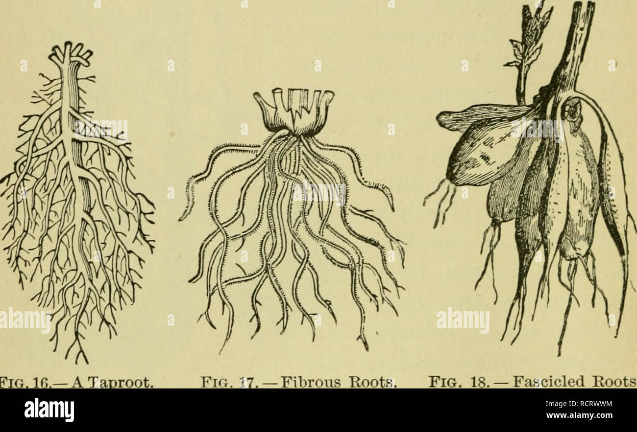 . Elements of botany. Plants. 30 ELEMENTS OF BOTANY. starting out as ...