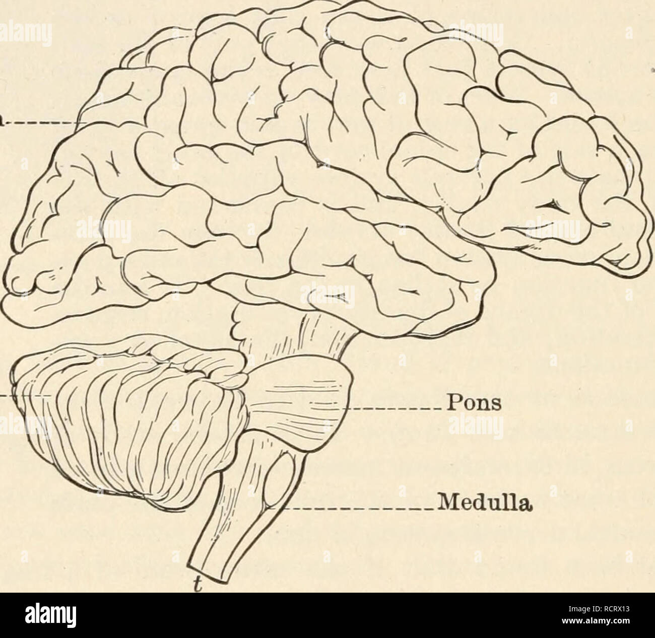 Frog Brain Vs Human Brain