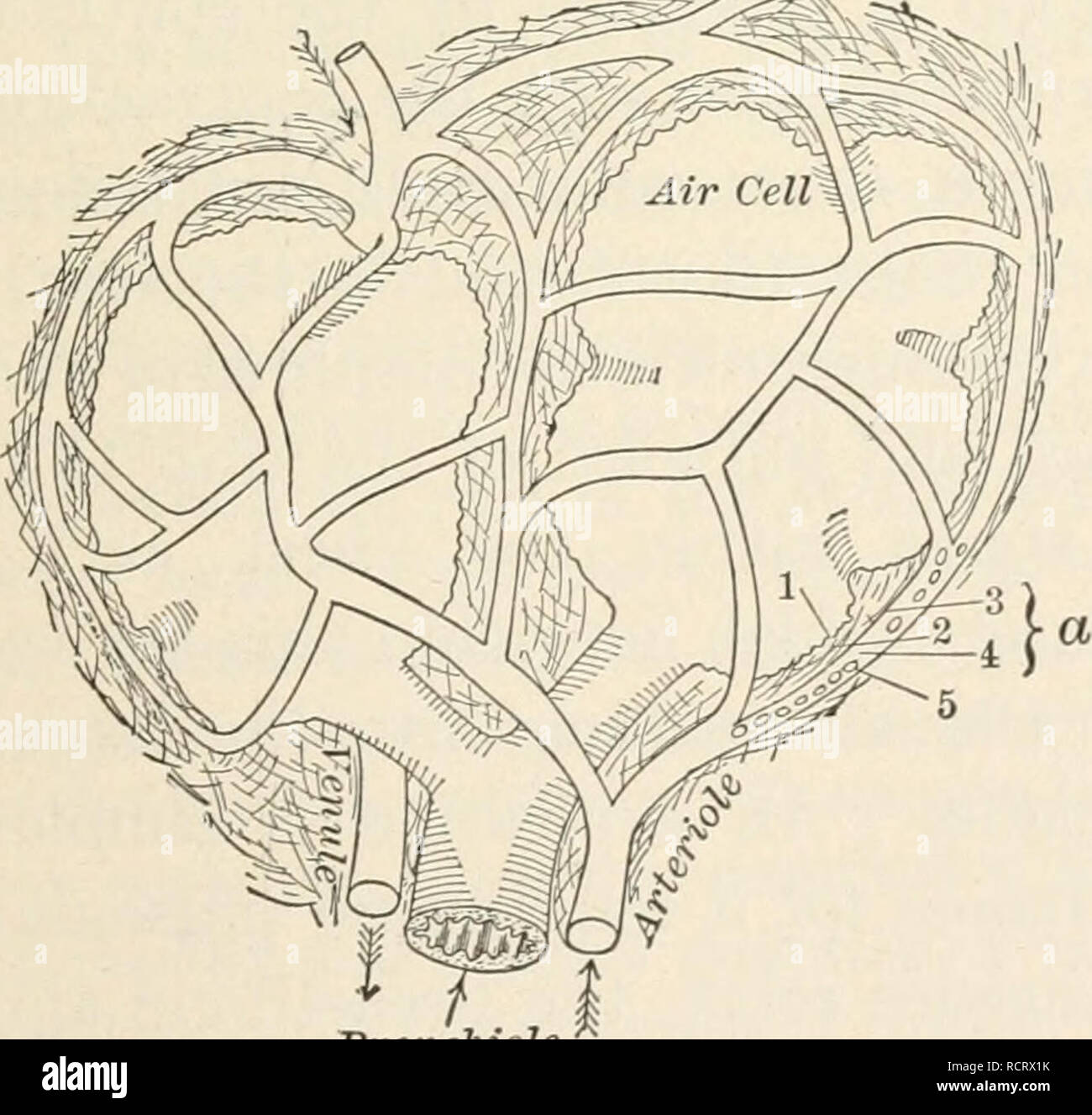 . Elements of biology; a practical text-book correlating botany ...