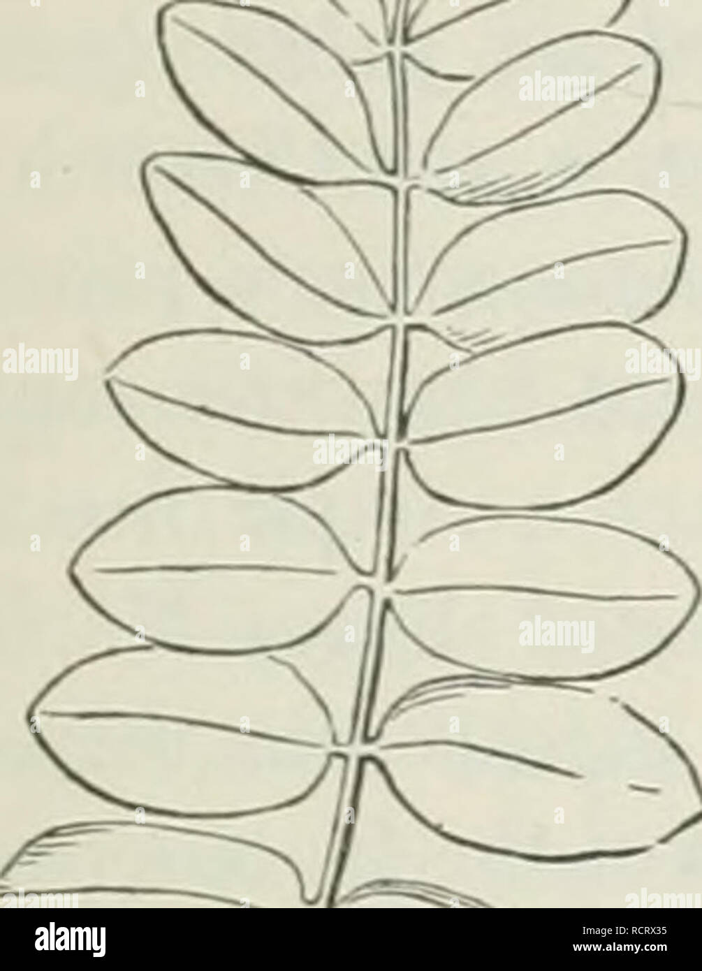 Palmately cleft leaves hi-res stock photography and images - Alamy