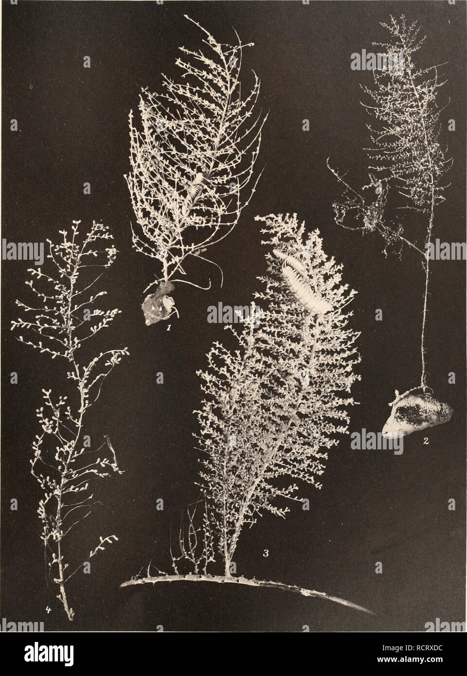 Thouarella hi-res stock photography and images - Alamy