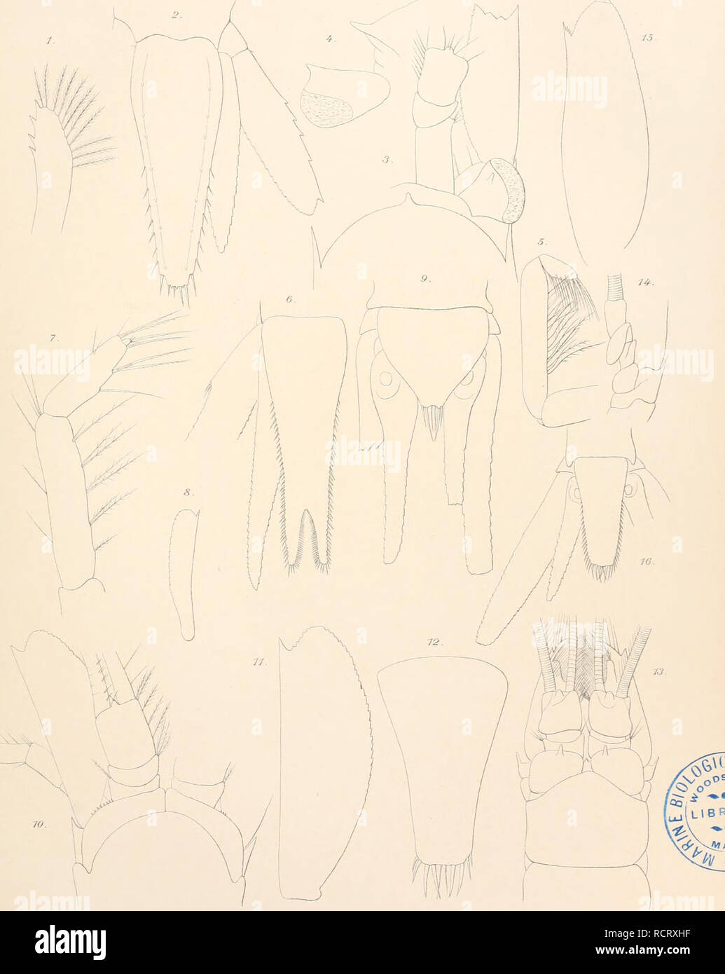 Vanhoeffeni hi-res stock photography and images - Alamy