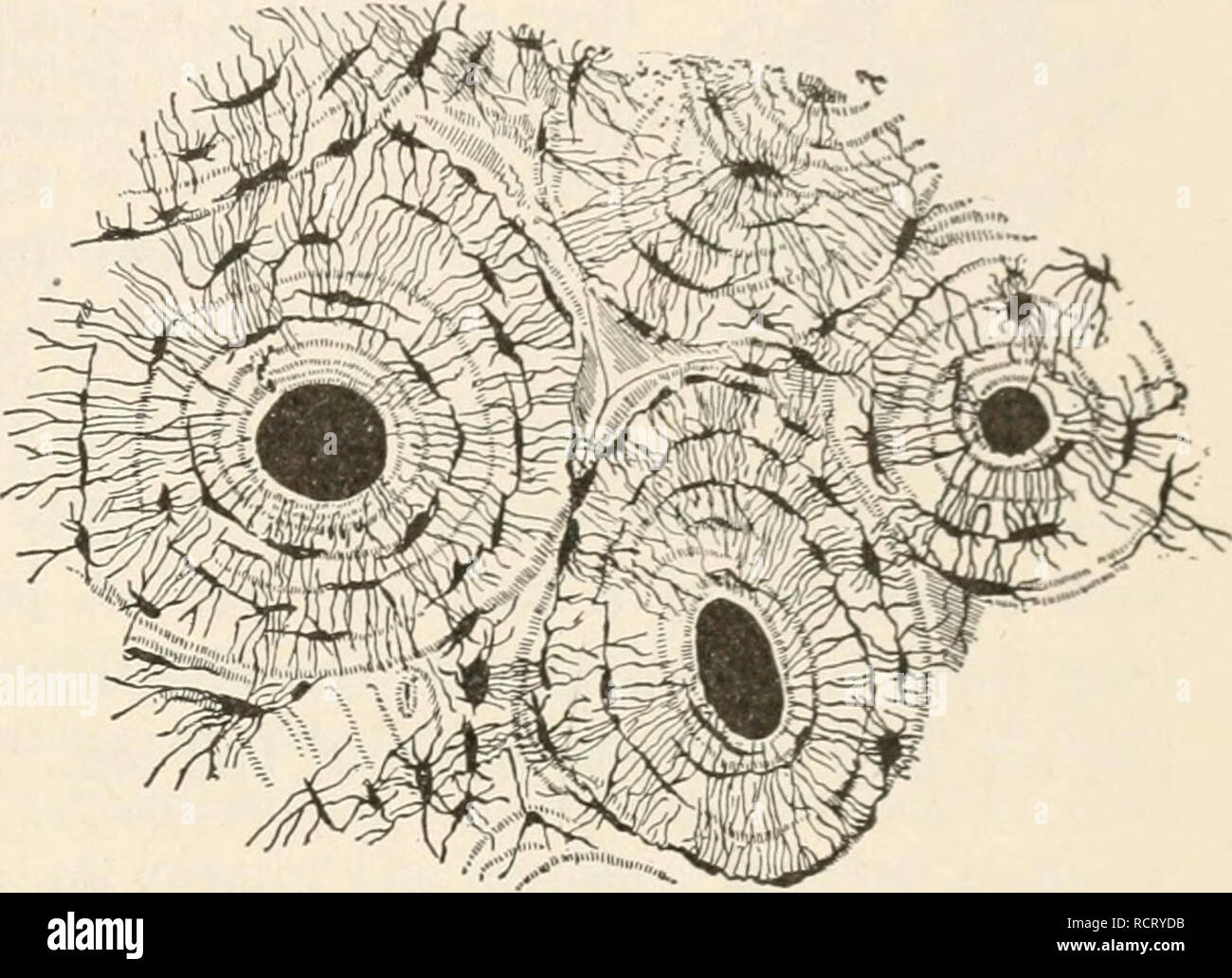 Human Bone Cells Under Microscope