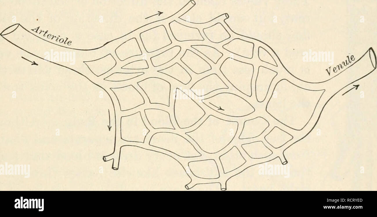 . Elements of biology; a practical text-book correlating botany ...