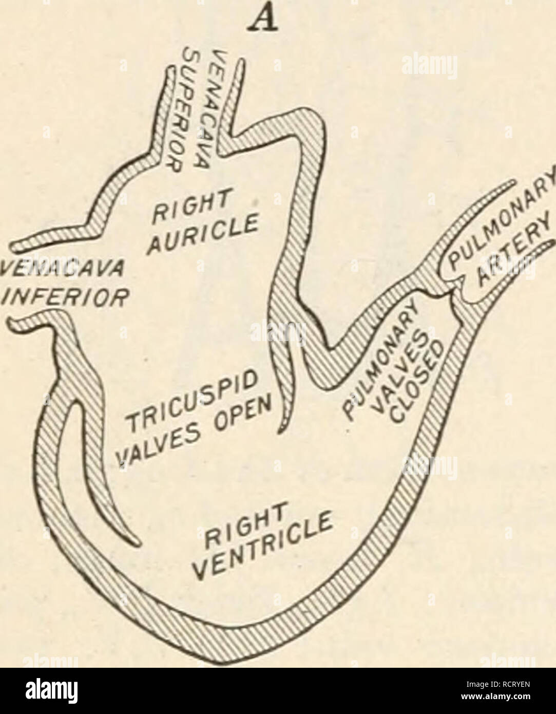 Pericardium fluid hi-res stock photography and images - Alamy