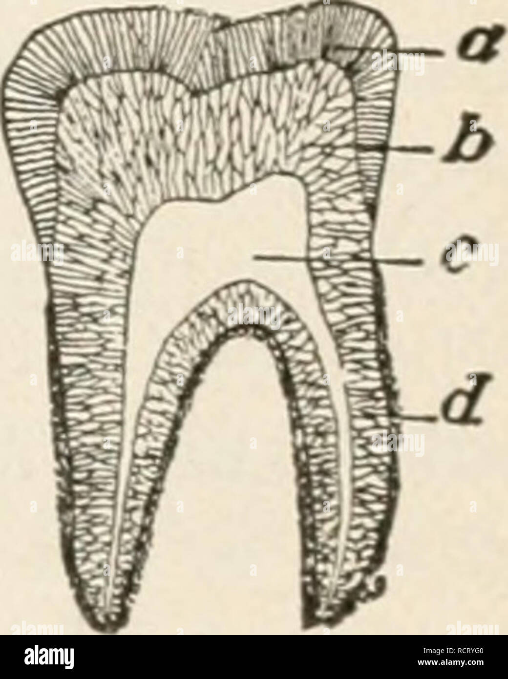 Dental Formula High Resolution Stock Photography and Images - Alamy