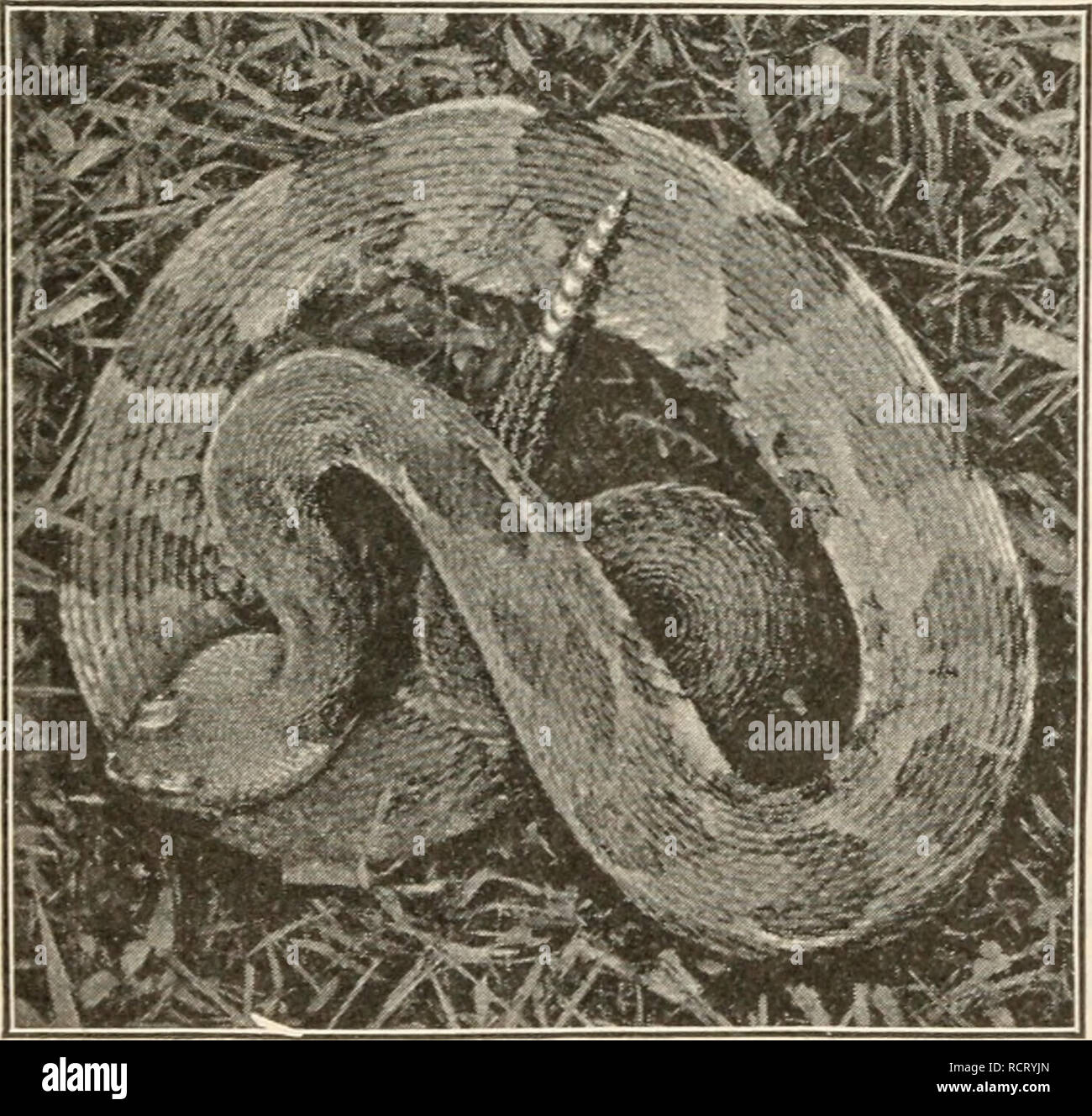 . Elements of biology; a practical text-book correlating botany ...