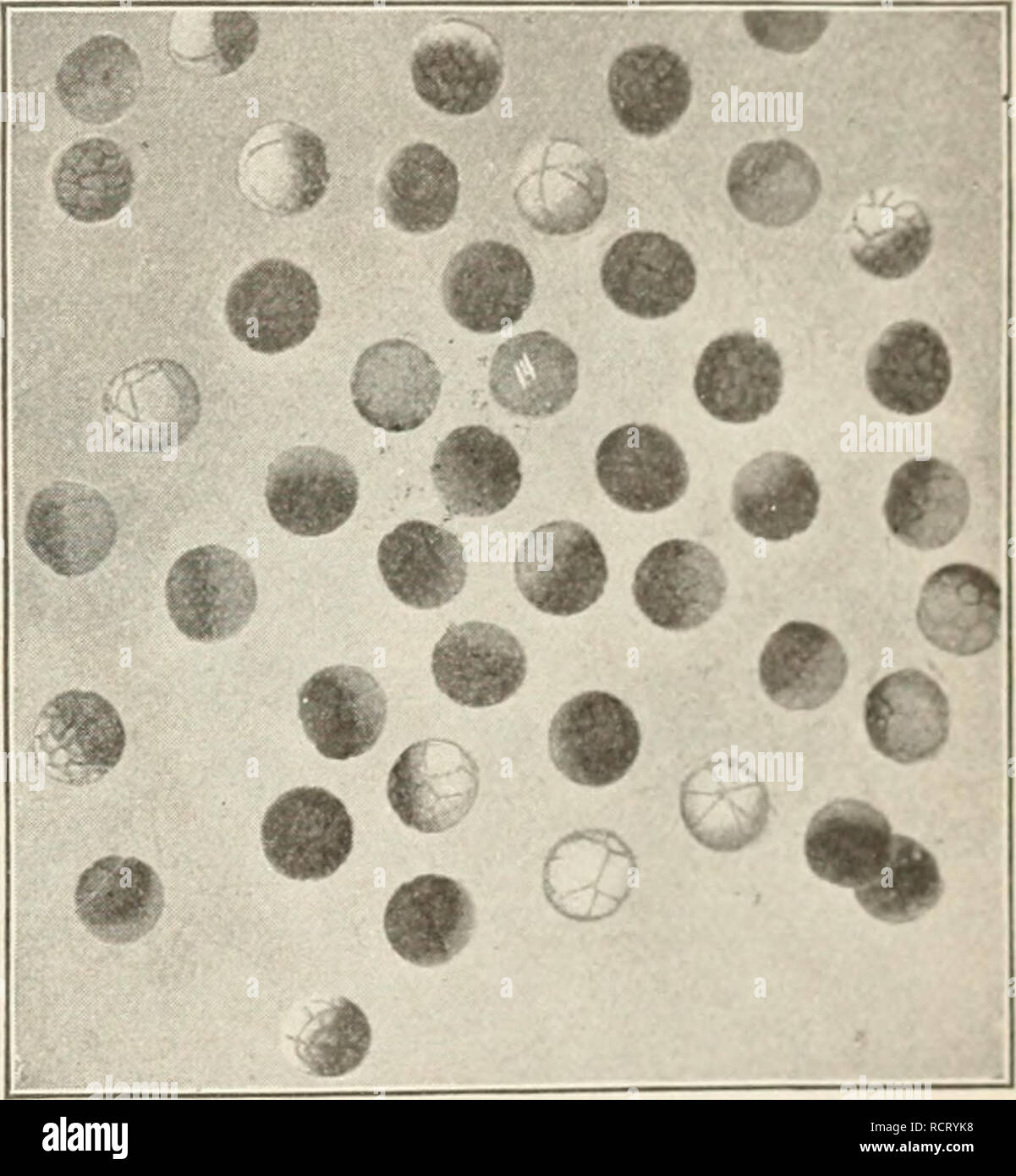 Fertilized fish egg hi-res stock photography and images - Alamy