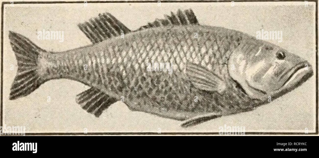 Armored fishes hi-res stock photography and images - Alamy