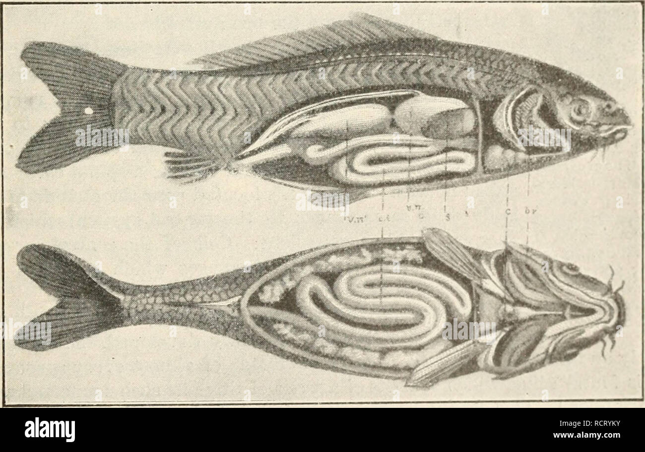 Developed gill rakers hi-res stock photography and images - Alamy