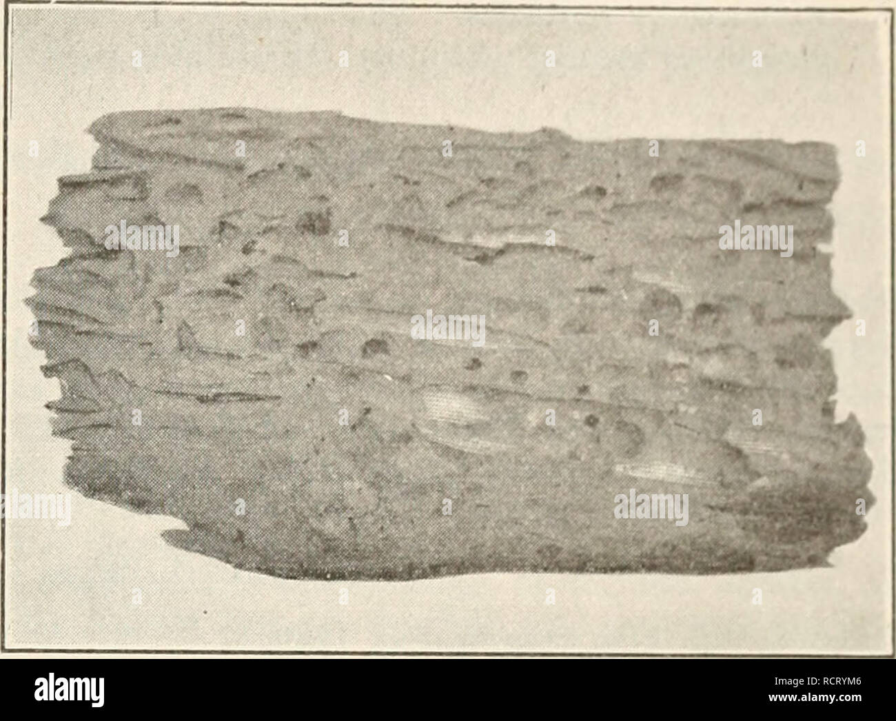 Teredo worm hi-res stock photography and images - Alamy