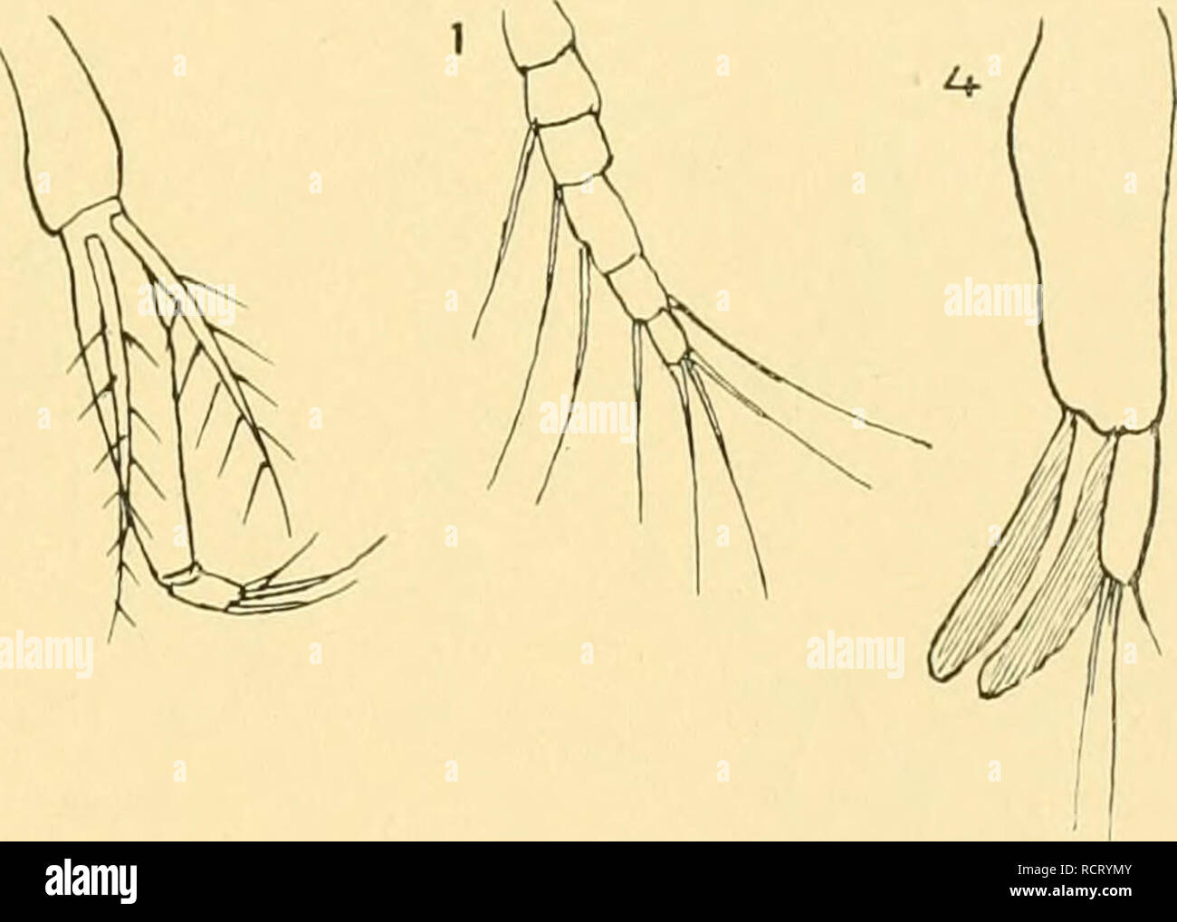 Corycaeus hi-res stock photography and images - Alamy