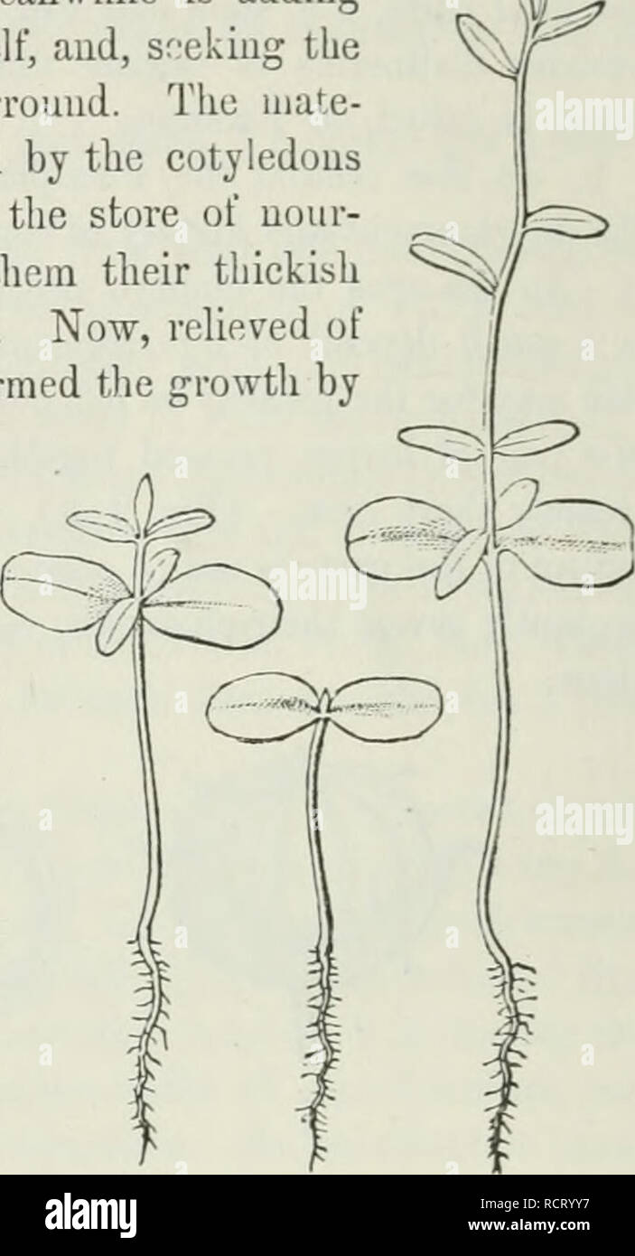 . The elements of botany for beginners and for schools. Botany. 12 A ...