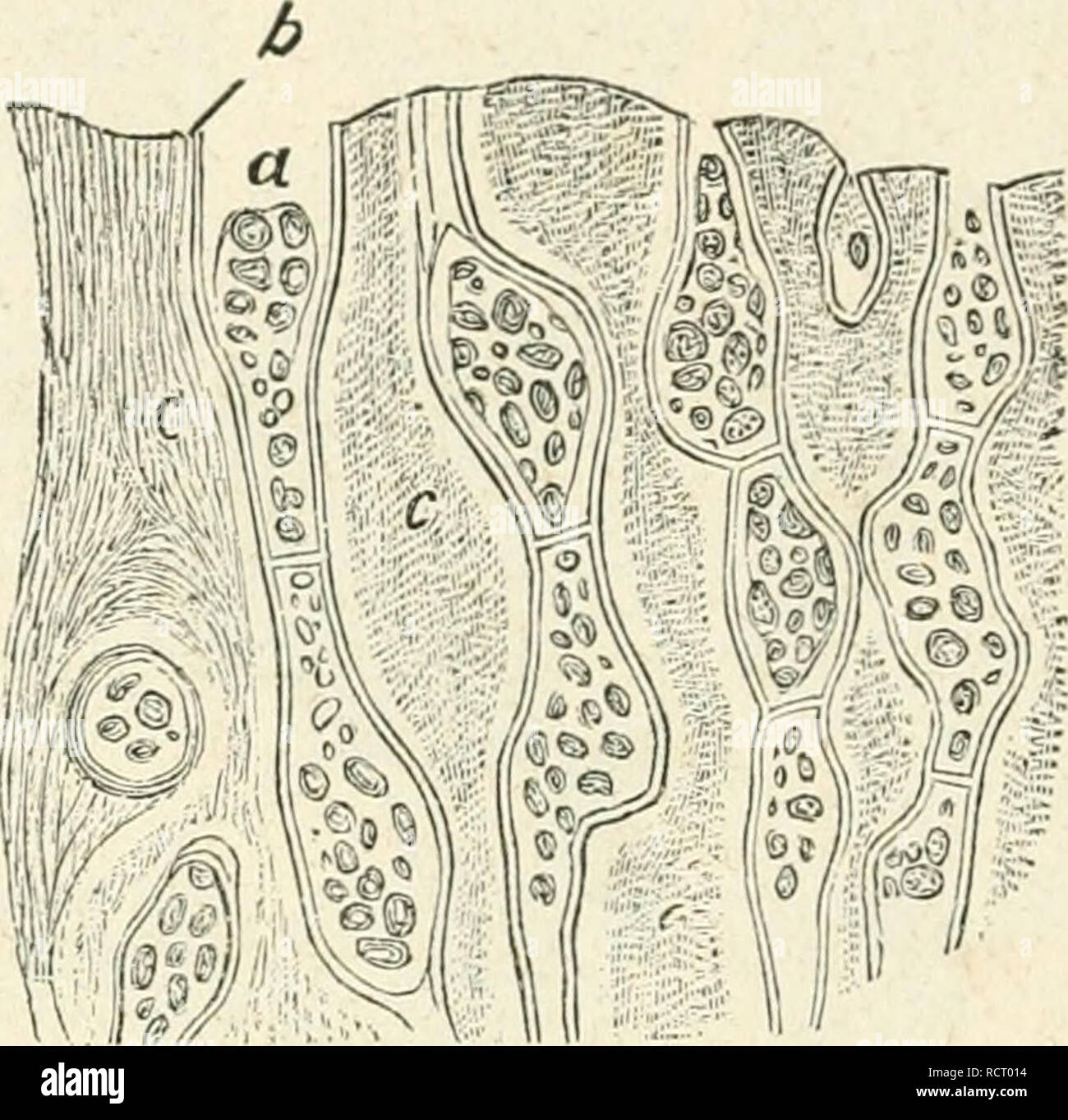 Anatomia vegetal hi-res stock photography and images - Alamy