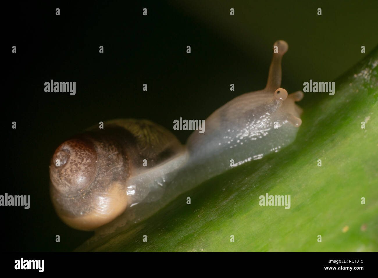 Snails eyes hi-res stock photography and images - Alamy