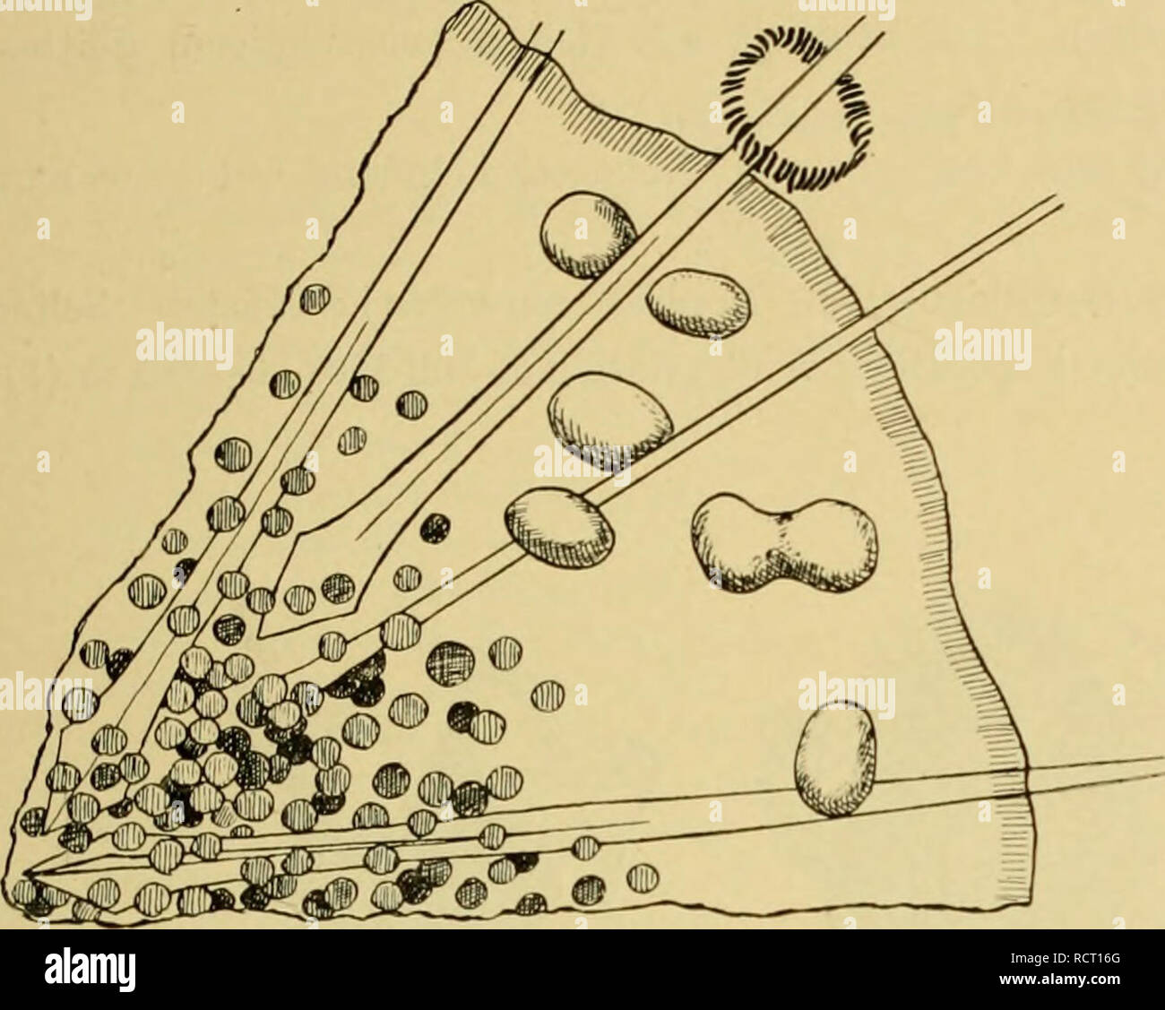 Echinoides hi-res stock photography and images - Alamy