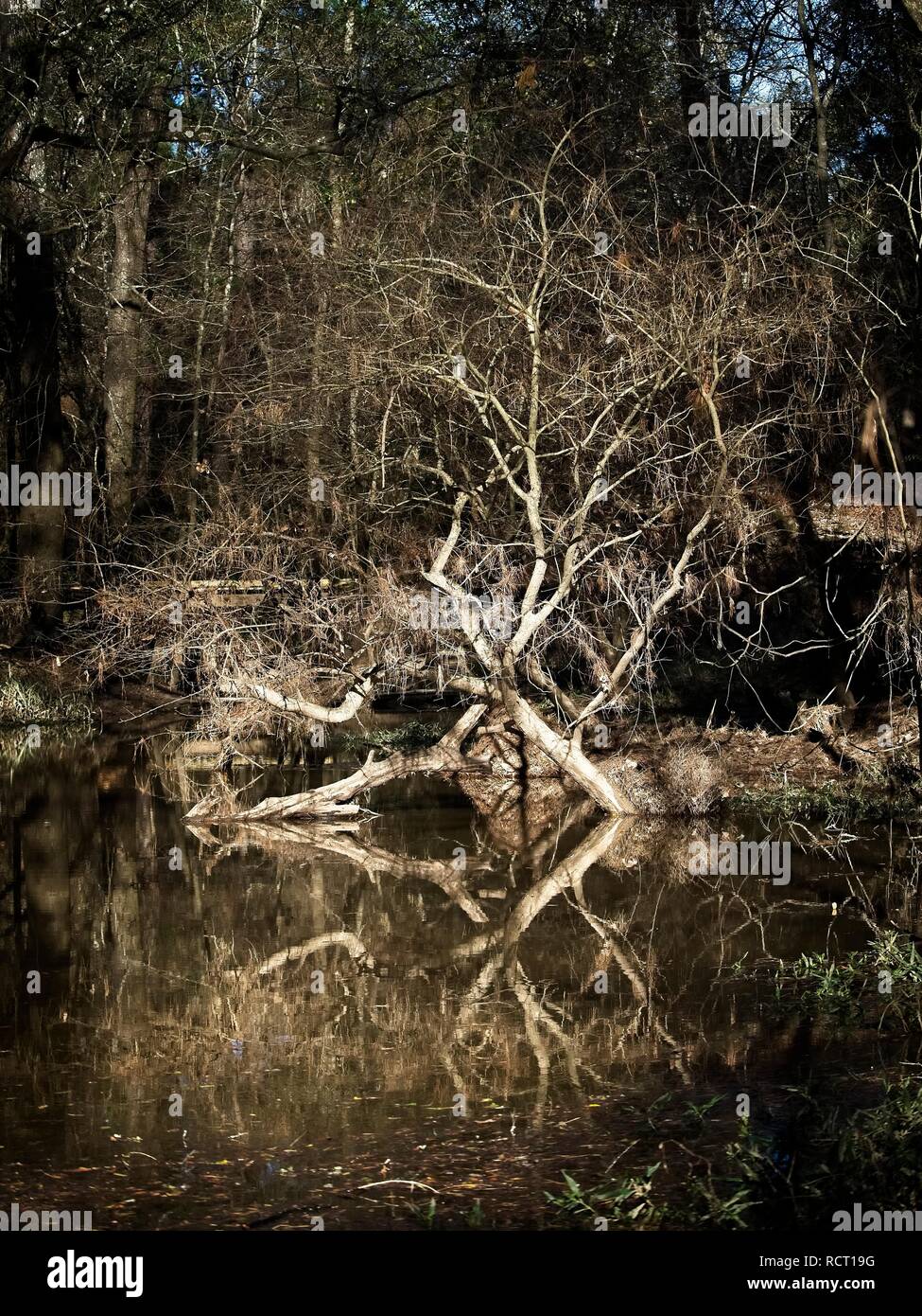 Tree over water hi-res stock photography and images - Alamy