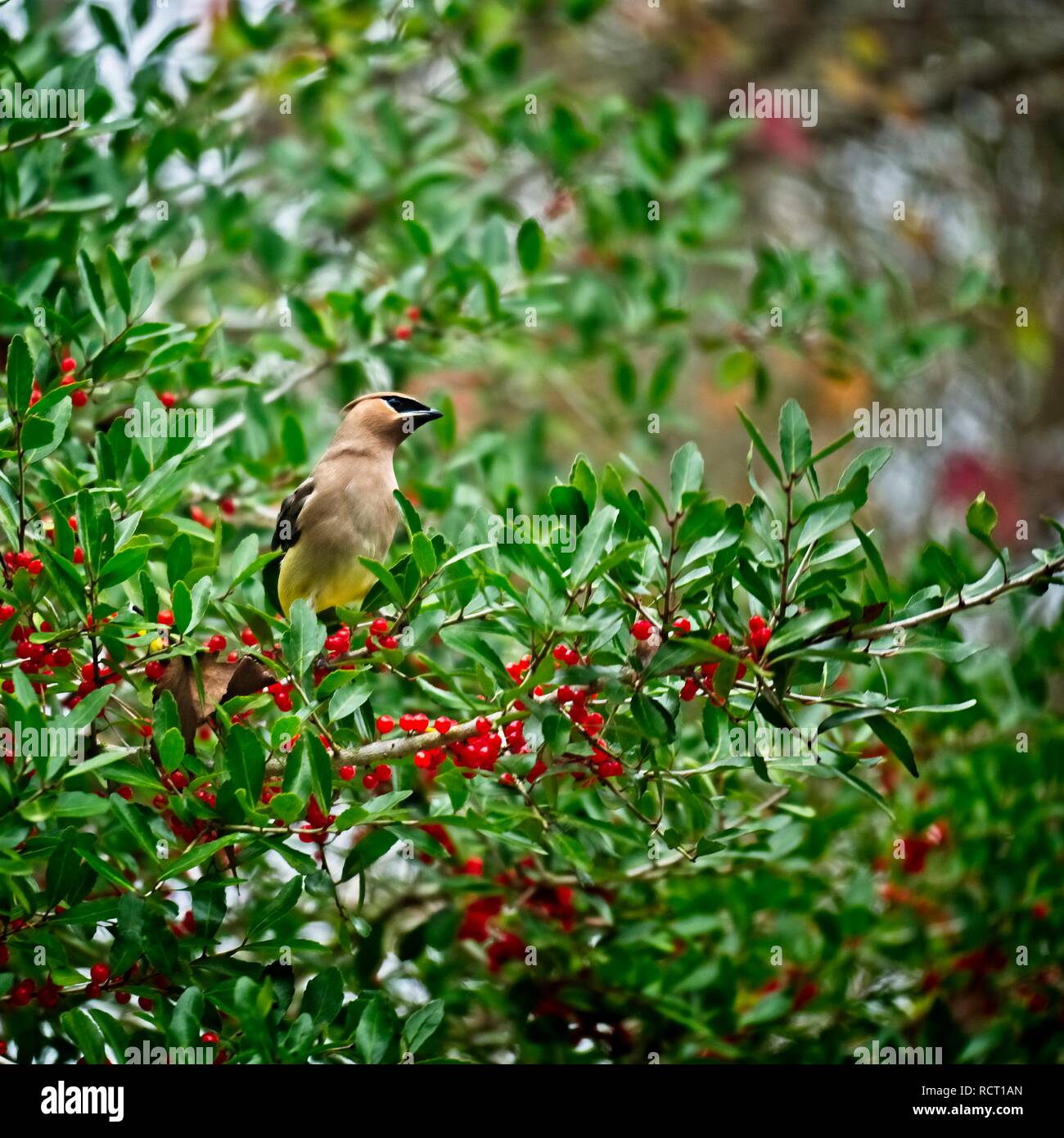 White bird with red berries hi-res stock photography and images - Alamy