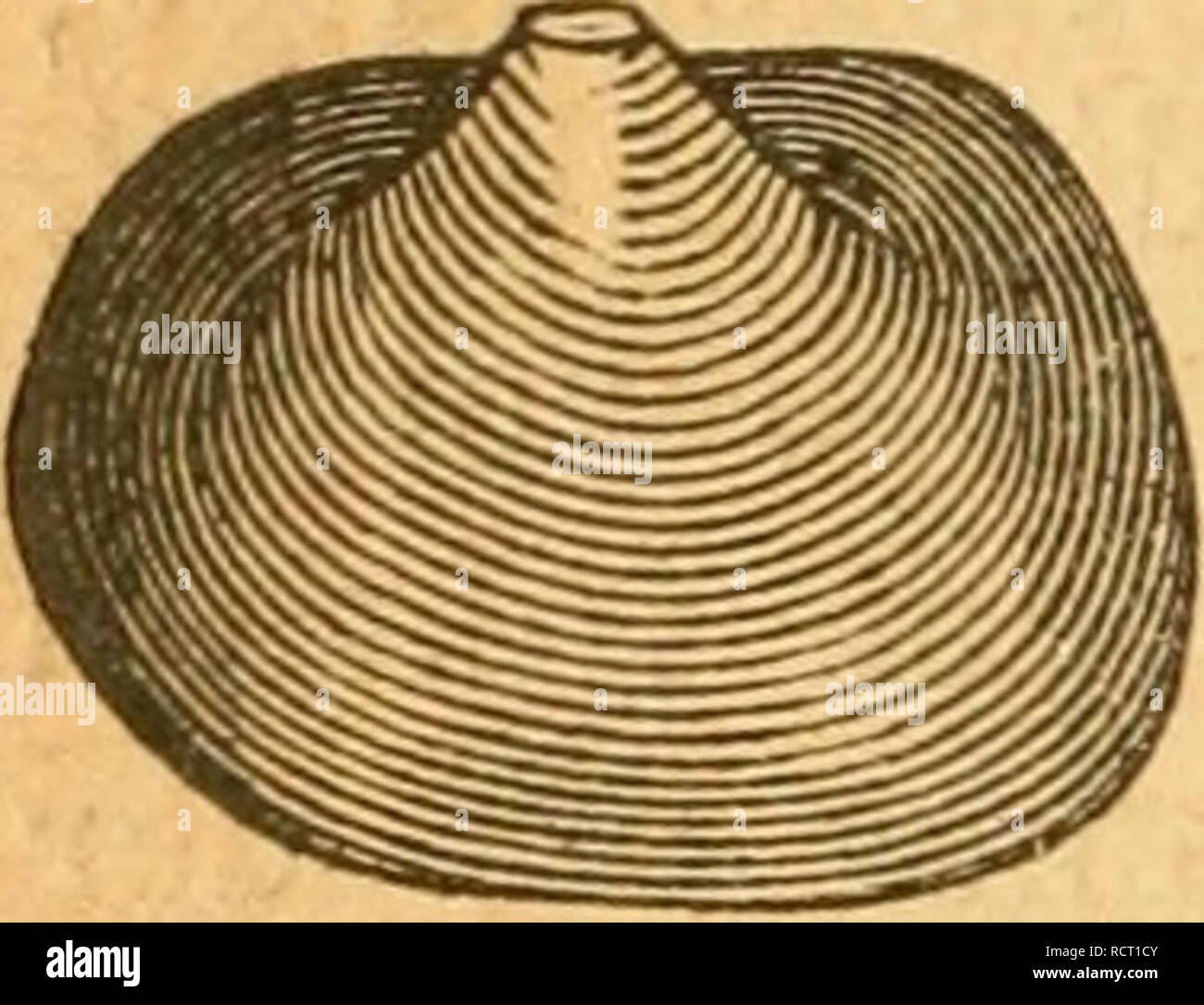 Schone muscheln hi-res stock photography and images - Alamy