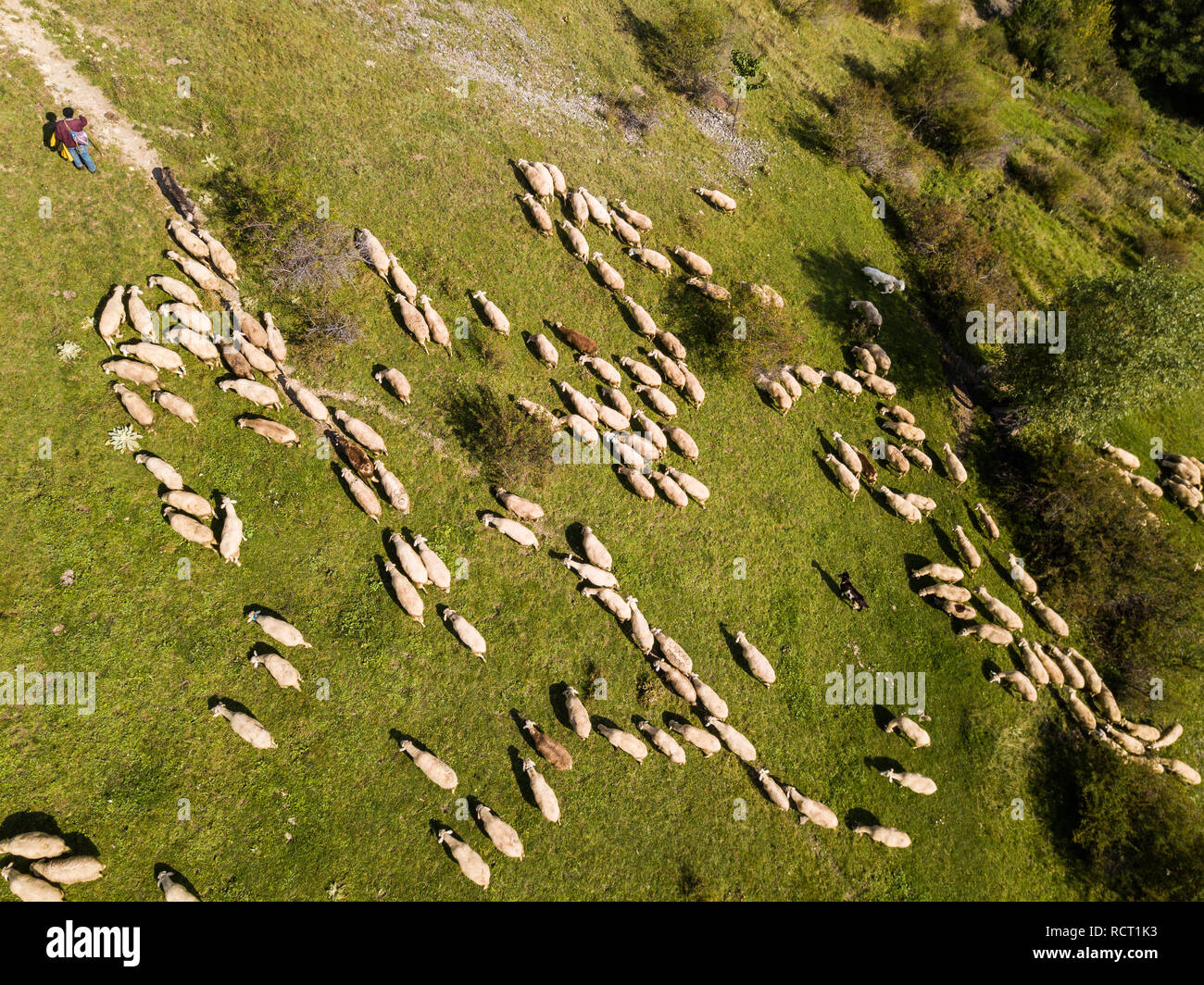 Shepherd leading his flock hi-res stock photography and images - Alamy