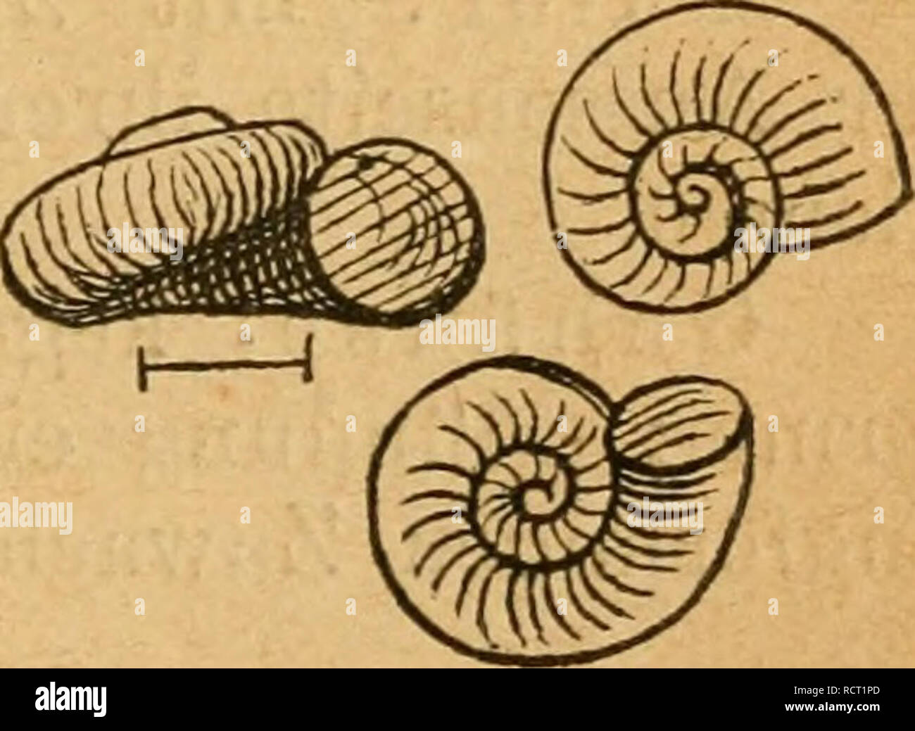 Planorbis spirorbis hi-res stock photography and images - Alamy