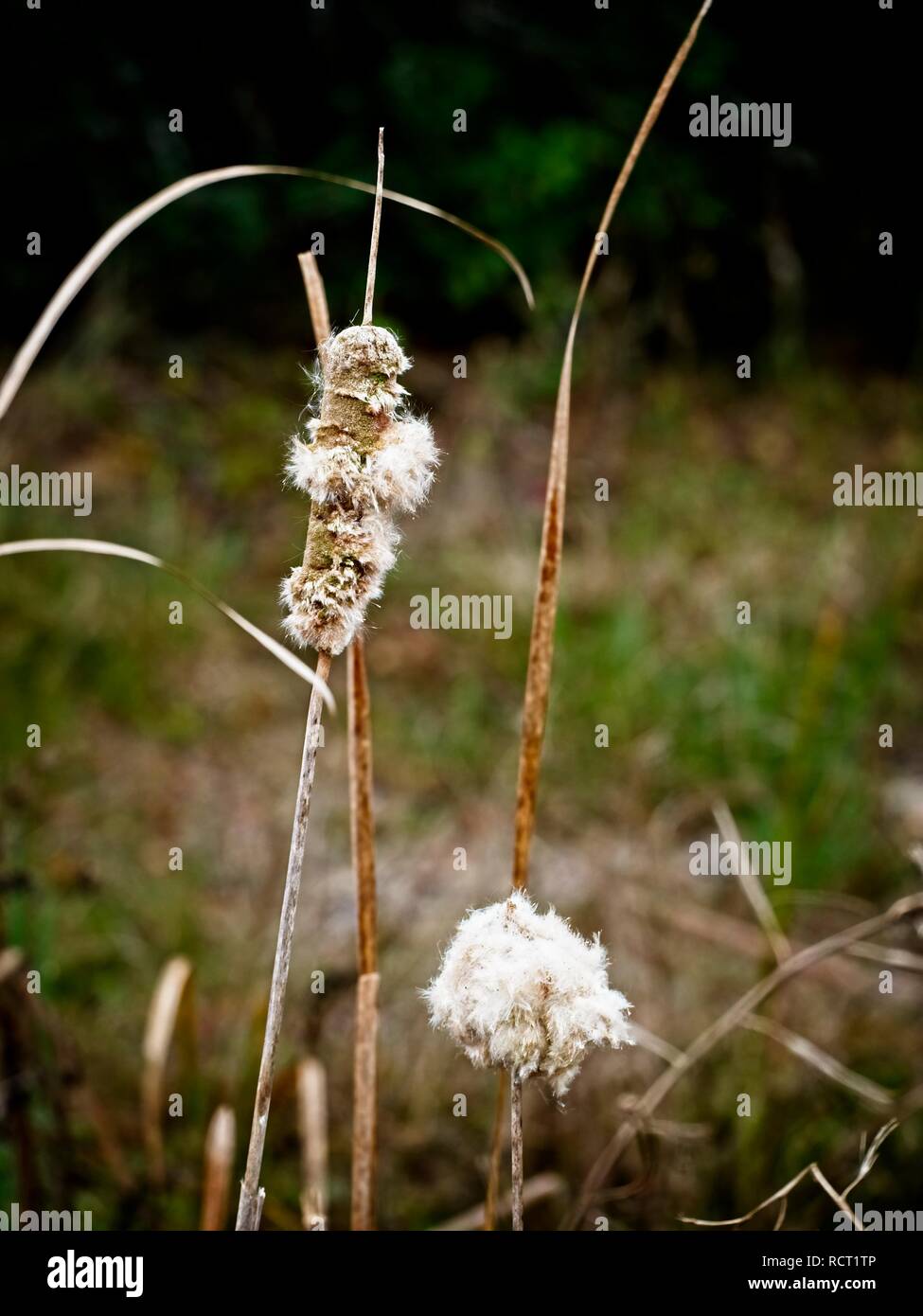 Cattails common wetland plant hi-res stock photography and images - Alamy