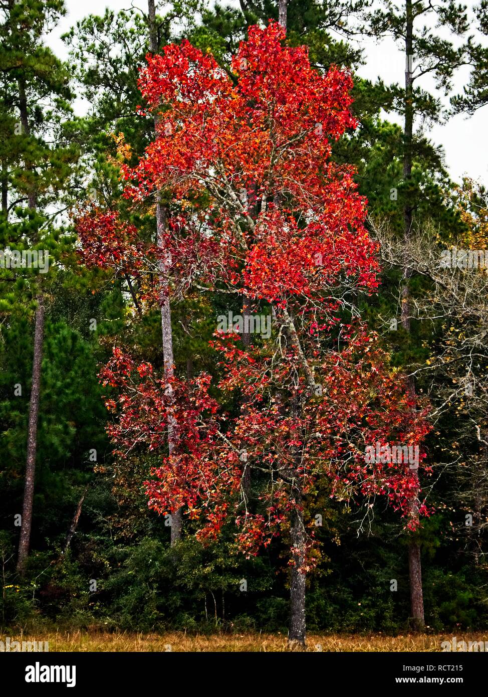 Woodlands in the background hi-res stock photography and images - Alamy