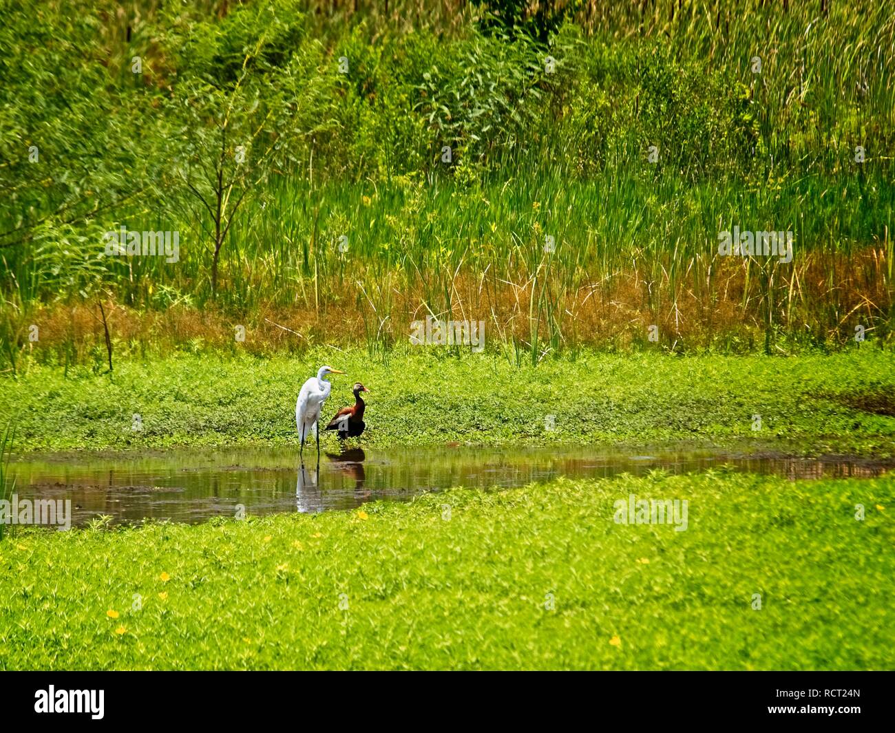 The Woodlands, TX USA - 06-12-2018 - Two Birds By Water in a Swamp ...