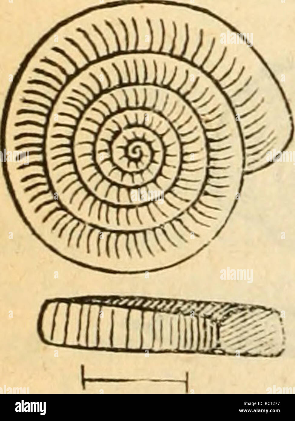 . Deutsche excursions-mollusken-fauna. Mollusks. 406 drückt, Kiel in ...