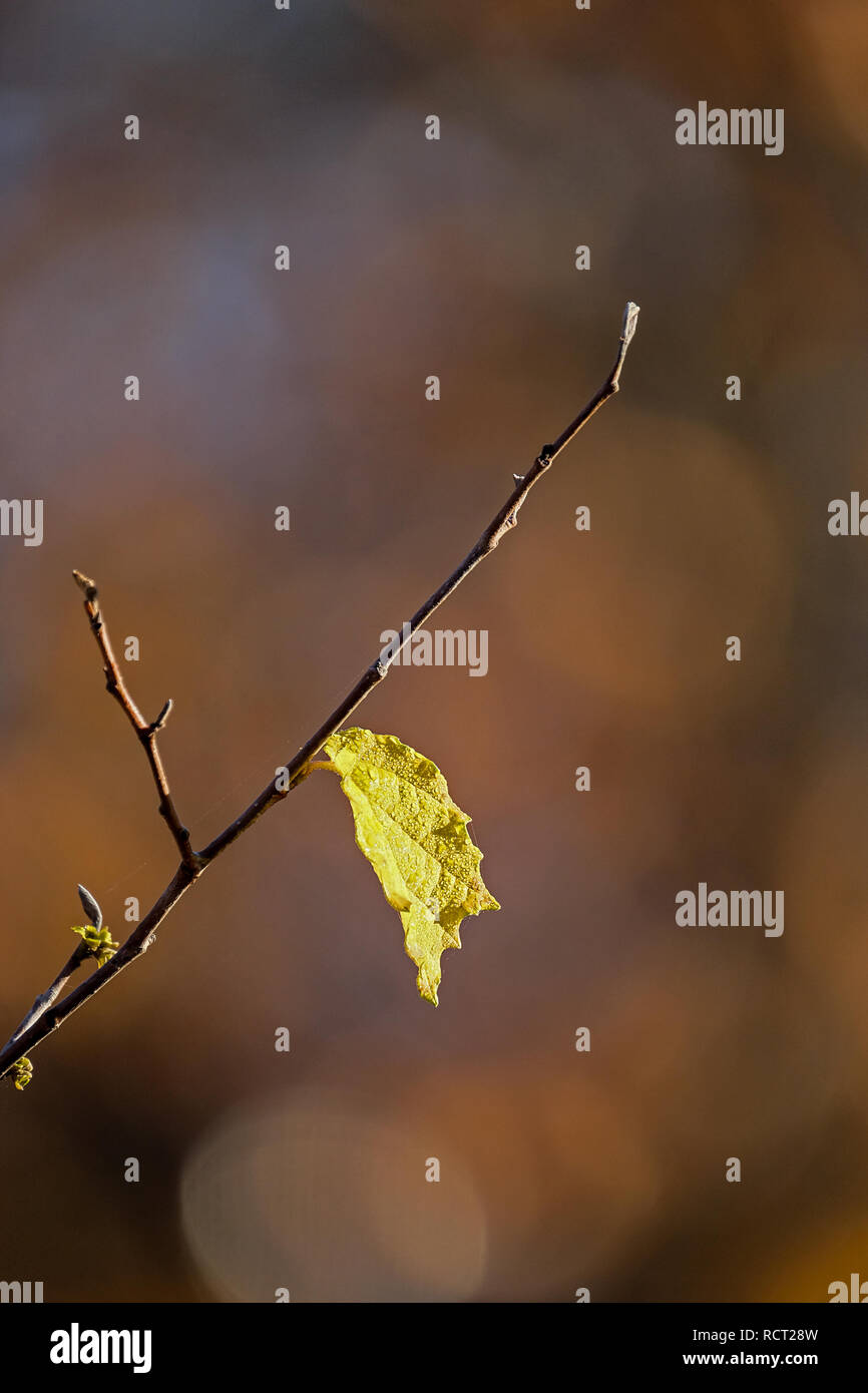 Curled frozen leaf hi-res stock photography and images - Alamy
