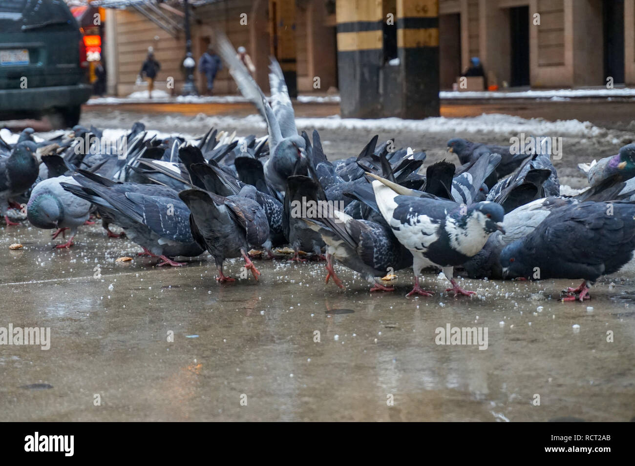 Street pigeons gathered around breadcrumbs on a Chicago street sidewalk ...