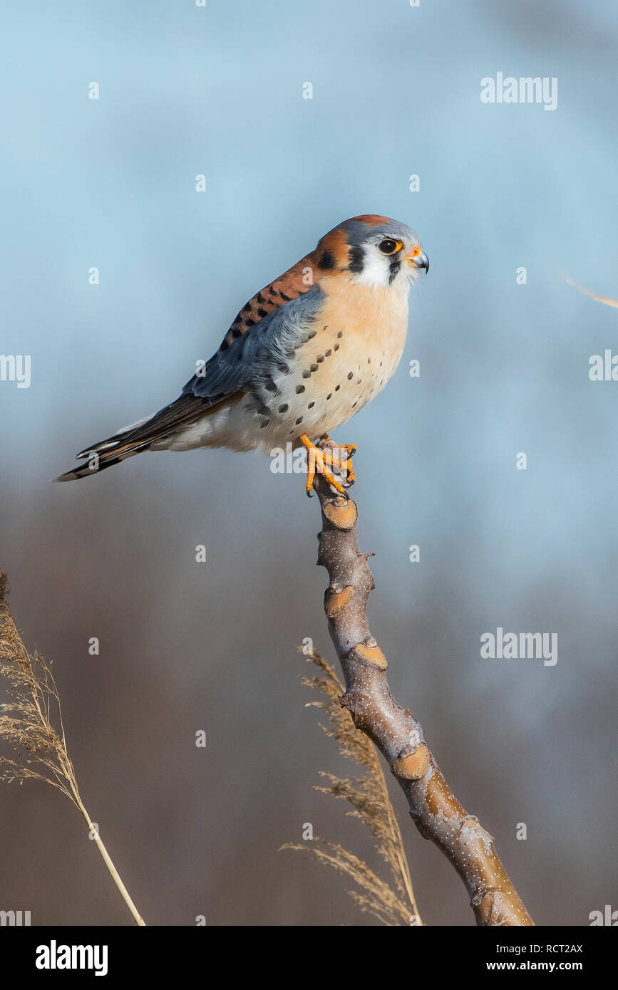 American kestrel hunting from perch Stock Photo - Alamy