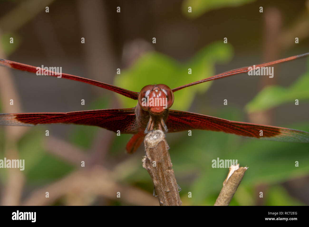 Fullbody shot of an Indonesian Red winged Dragonfly - Neurothemis ...