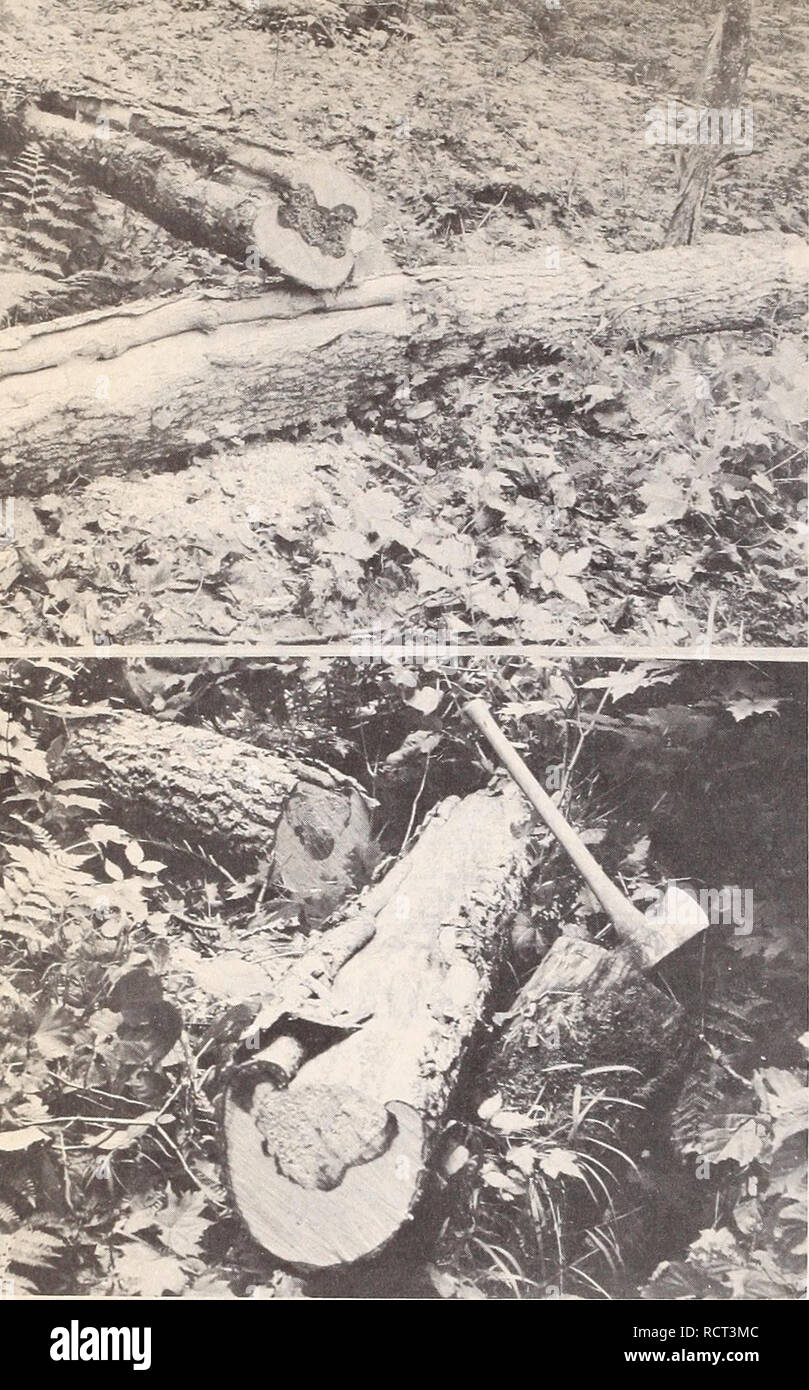 . Deterioration of sugar maple following logging damage. Trees Wounds ...