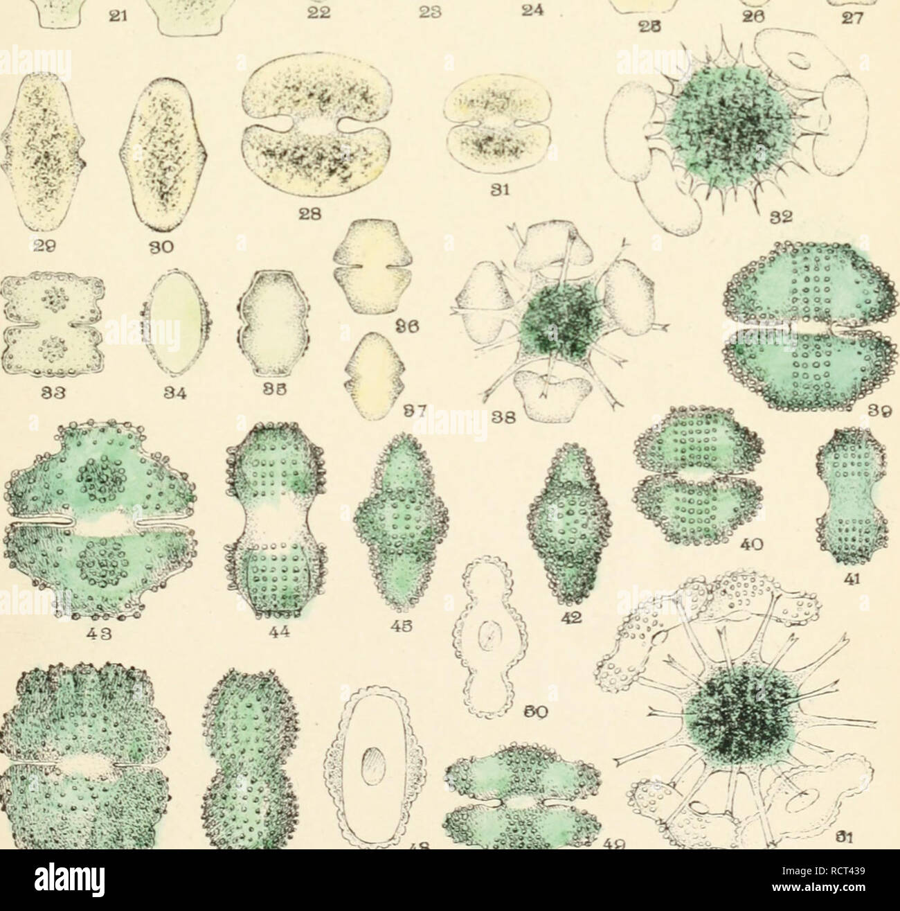 . Desmids of the United States and list of American pediastrums : with ...