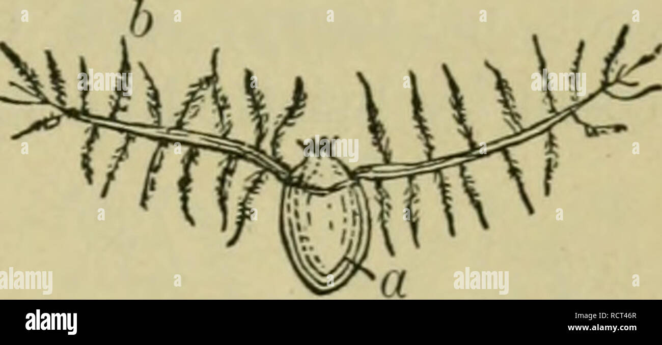 . Elements of botany. Plants. FERTILIZATION. 161 ears or none at all ...