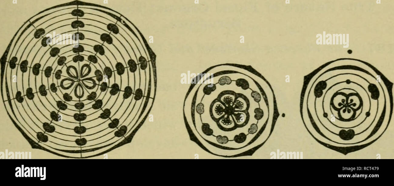Flower cross section diagram hi-res stock photography and images - Alamy